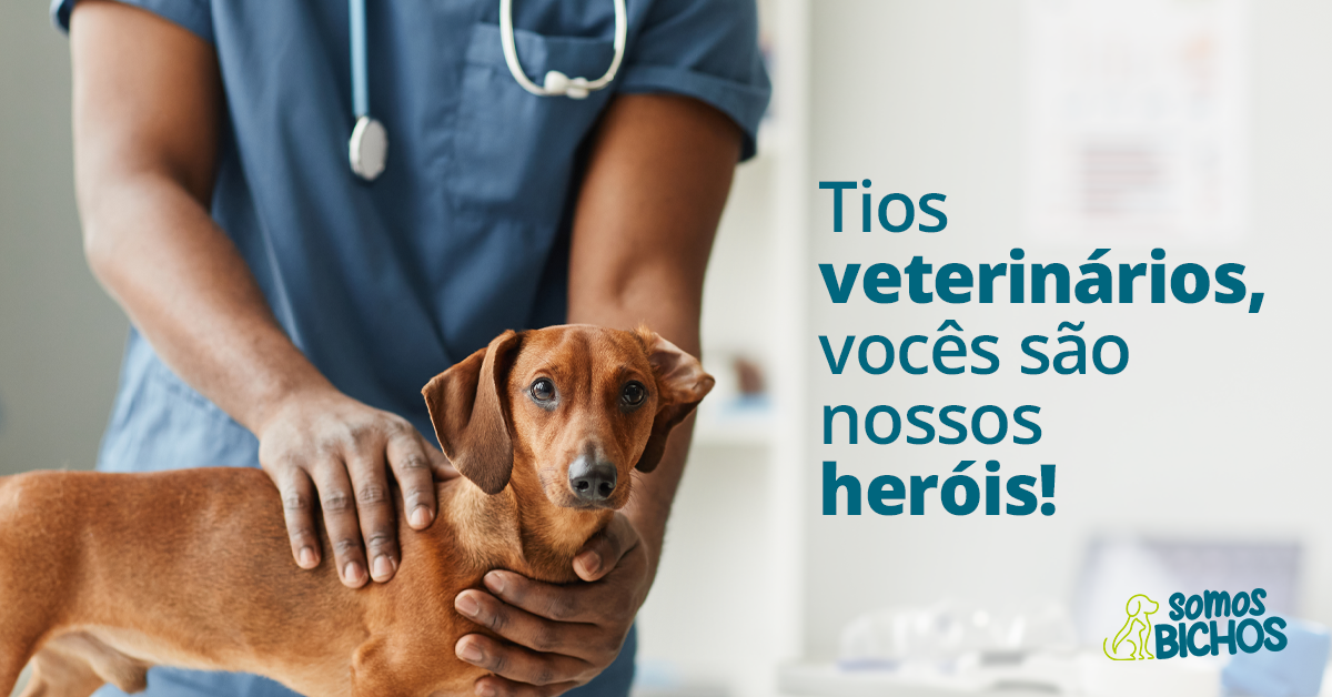 Quando levar o pet ao veterinário? – MeBi – Hospital veterinário
