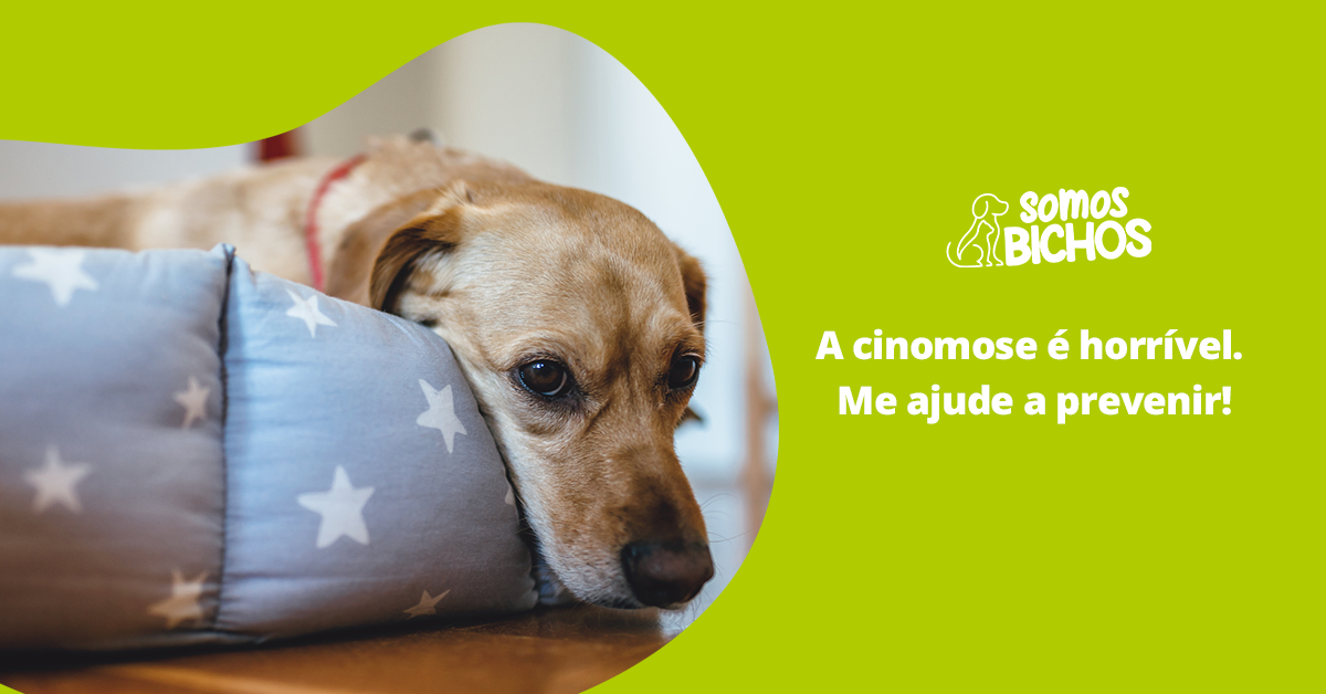 Como saber se o cachorro está com cinomose? – MeBi – Hospital veterinário